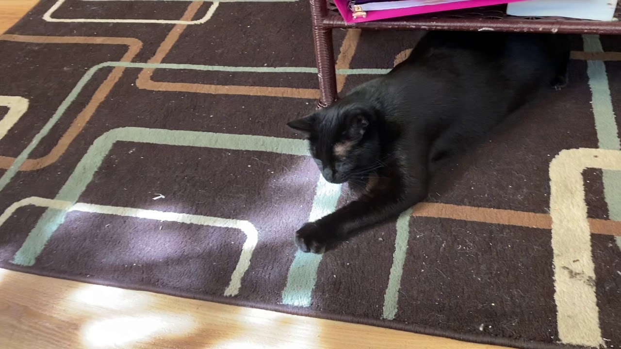 Cat eats fly - YouTube