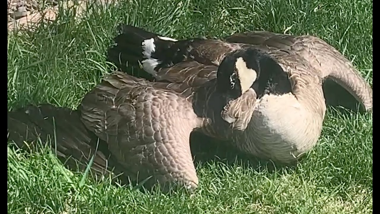 Very Sick Goose Caper - YouTube