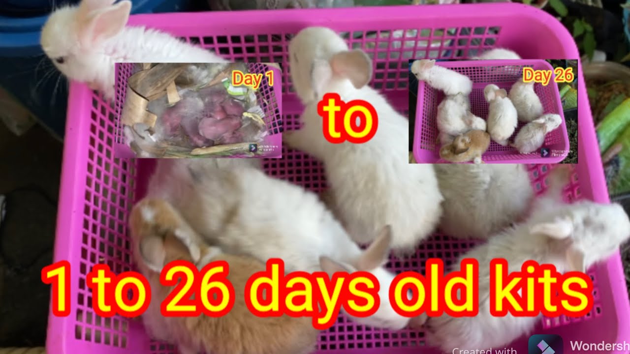 Rabbit kits 1 to 26 days old - YouTube