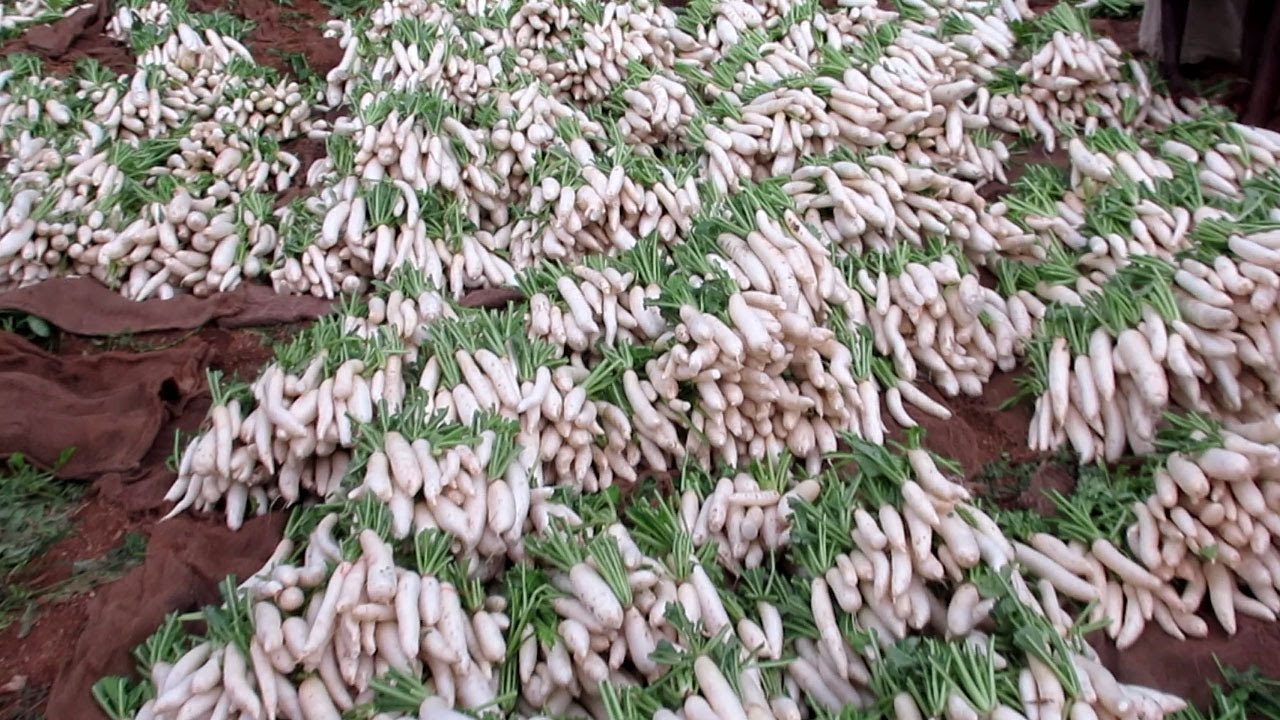 Amazing Radish Farm | Radish Fry Recipe | VILLAGE FOOD - YouTube