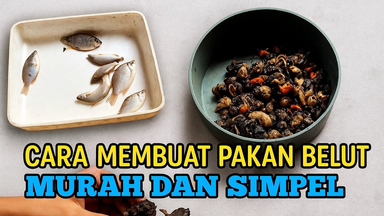 💥Cara Membuat Pakan Belut Sendiri untuk Pemula | Mudah & Simpel - YouTube