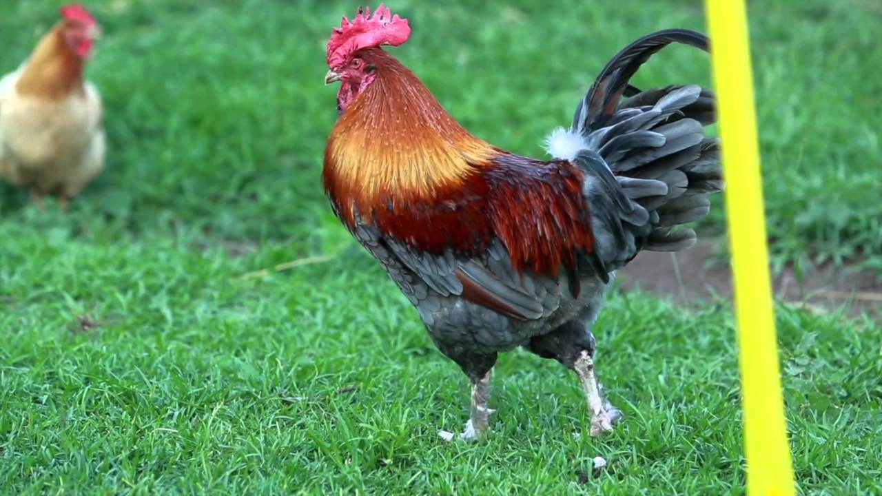 Marans Cockerel Evaluation - Blue Wheaten Marans - YouTube