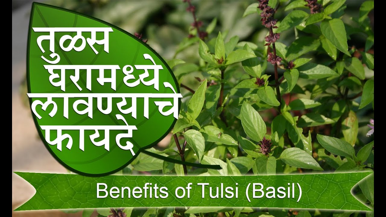 Benefits Of Tulsi Basil In Marathi YouTube benefits-of-tulsi-basil-in-marathi-youtube