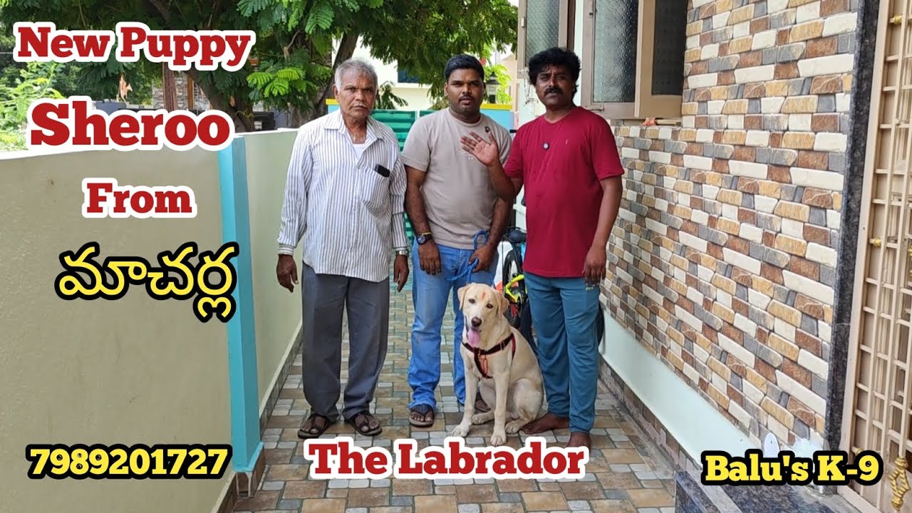 New Puppy Sheroo The Labrador | Basic obedience training program ...