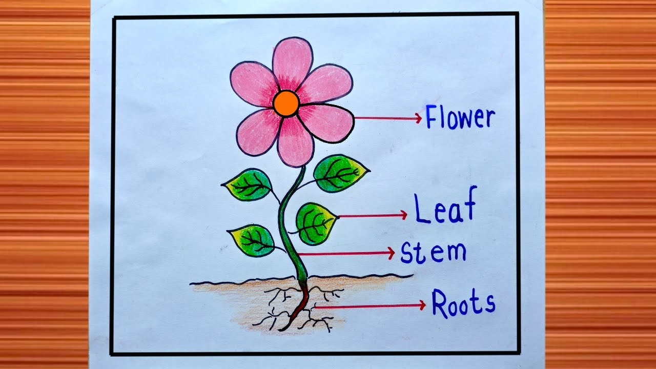 Parts of a Plant Drawing / Parts of Plant LabelledDiagram / How to Draw ...