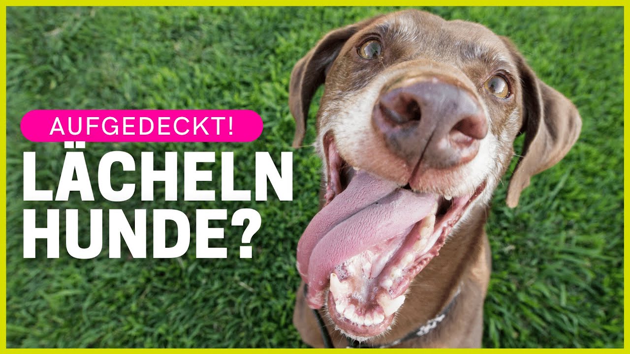 Können Hunde lachen? Und wenn ja... aus Freude? - YouTube