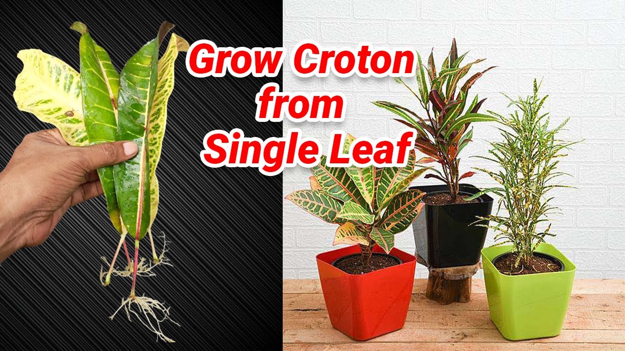 How to Grow Croton from Leaf in Water // Grow Croton From Cuttings ...