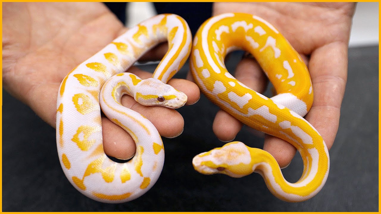 First Ever CONFUSION Dreamsicles! Mind = Blown | #Hetflix 105 - YouTube