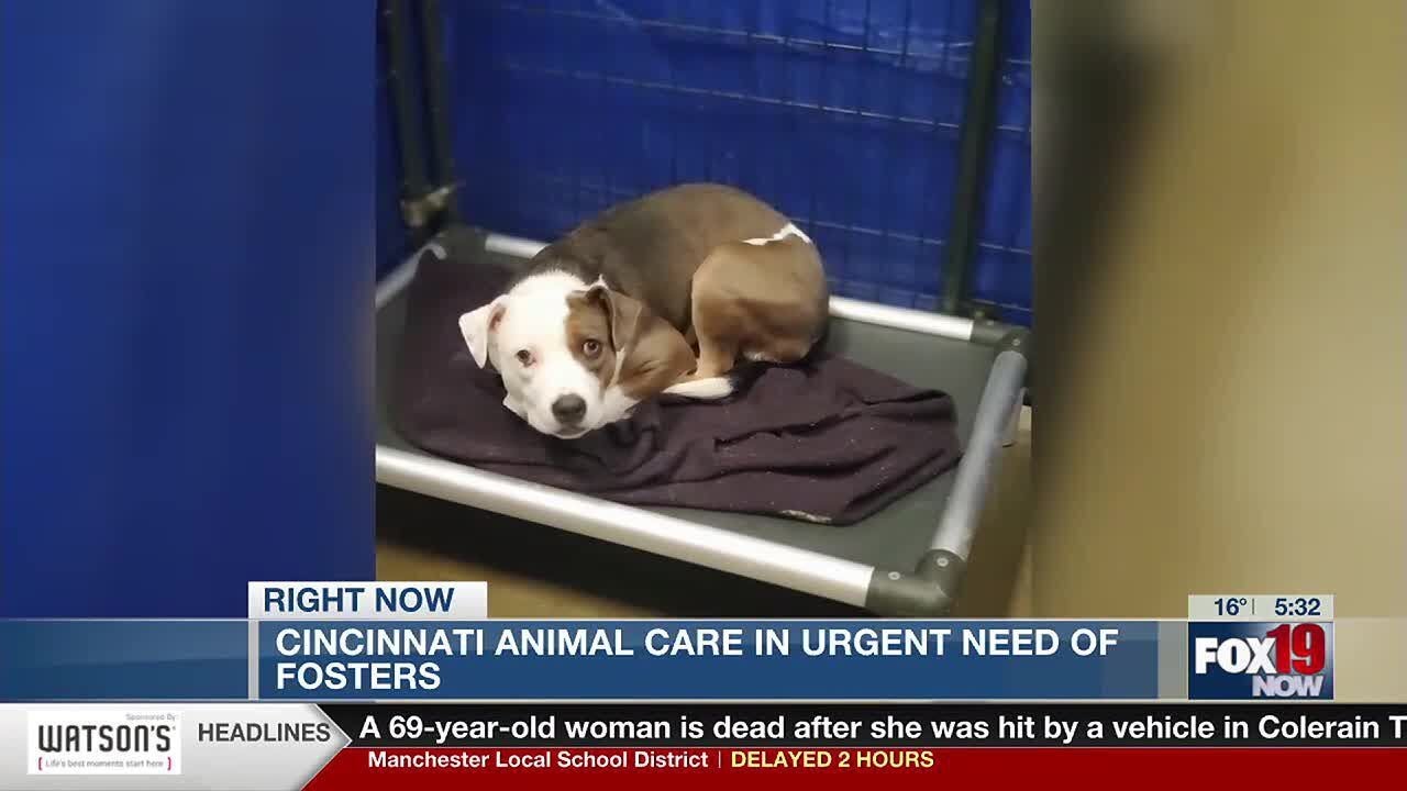 Animal shelter calls on community to help find warm homes for animals ...