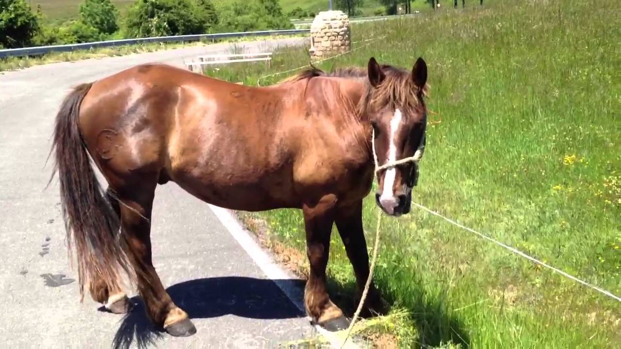 Grumpy Spanish horse - YouTube