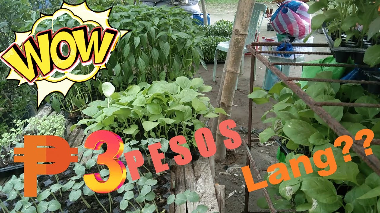 Murang bilihin ng pananim 3 piso lang - YouTube
