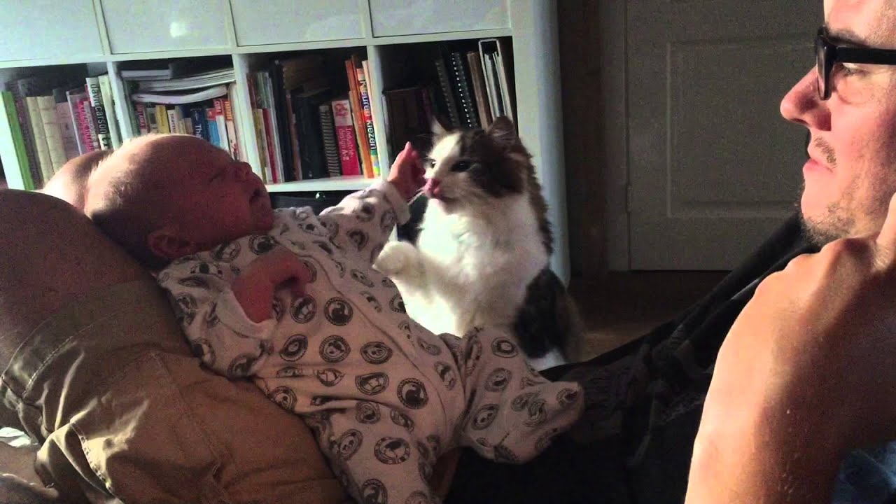 Cat tapping Baby to sleep - YouTube