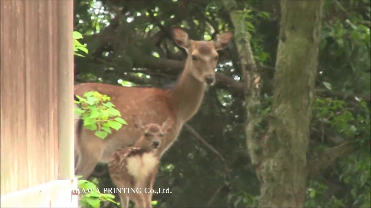 鹿島で野生のシカに会ったら Met a wild Sika deer at Kashima - YouTube