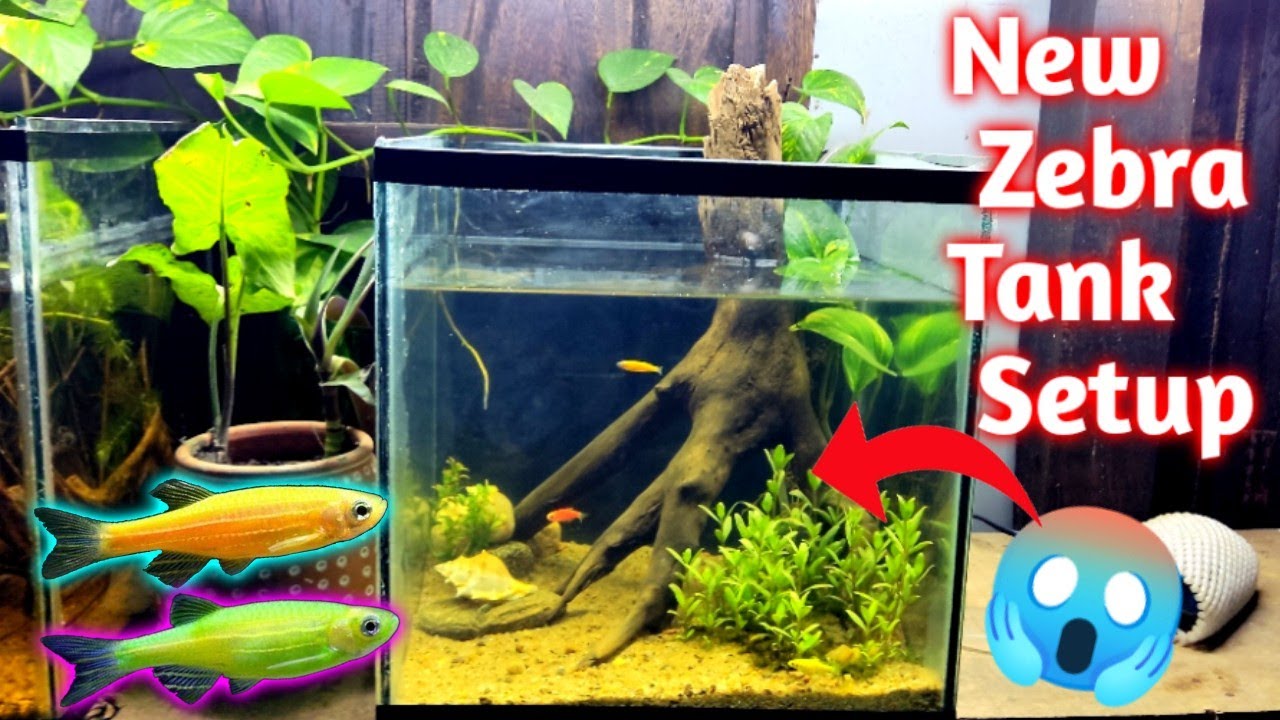 How I Made A Zebra World 🥰. New Zebra Tank Setup. - YouTube