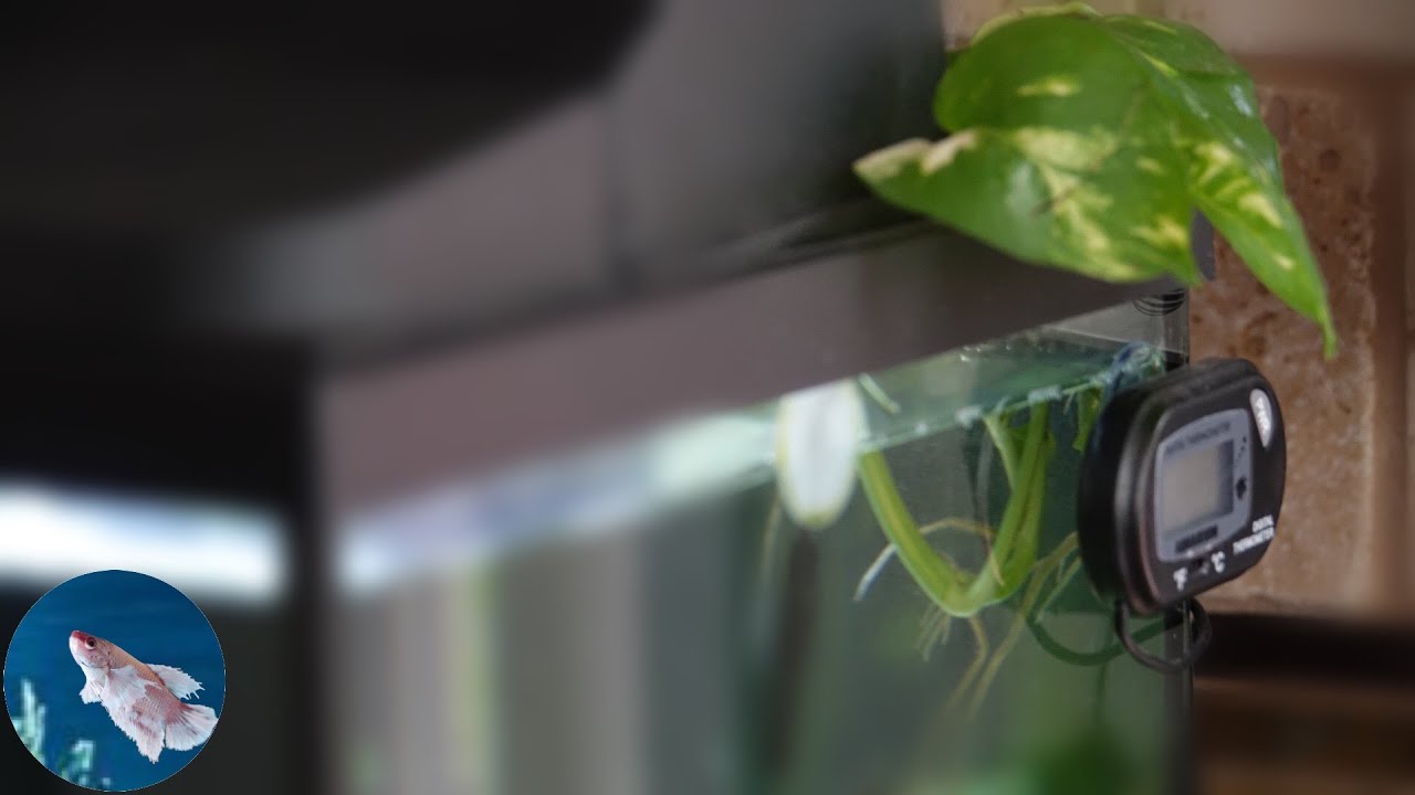Growing Pothos/Philodendron in an Aquarium - YouTube