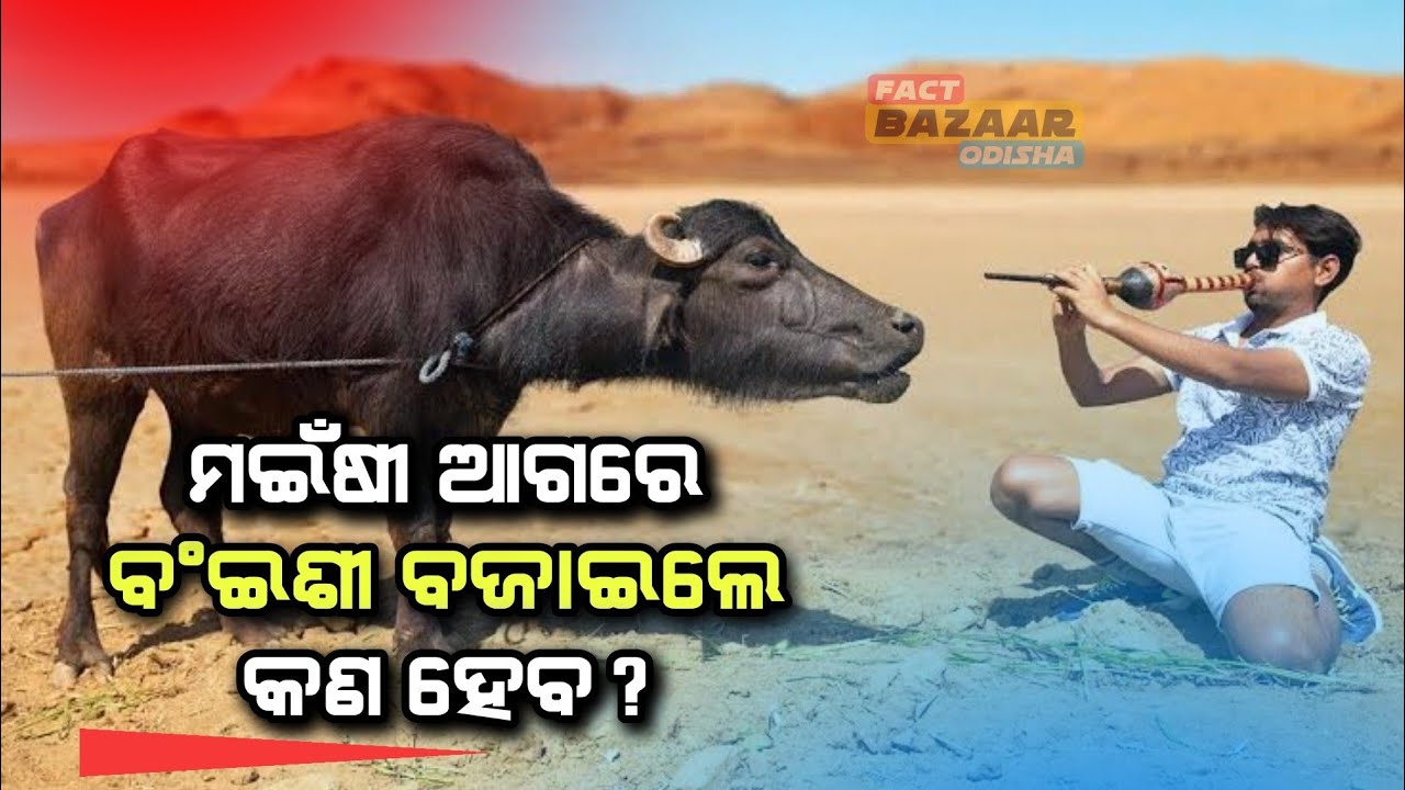 ମଇଁଷୀ ଆଗରେ ବଂଇଶୀ ବଜାଇଲେ କଣ ହେବ? || Will Buffalo React To Music ...