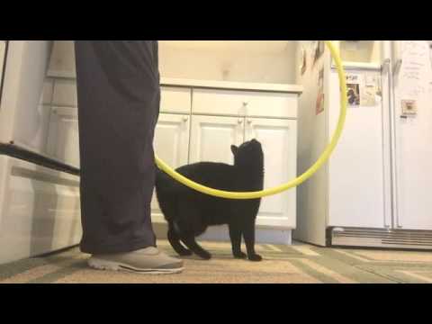 Cat Jumps Through a Hoop! Plus more tricks. - YouTube