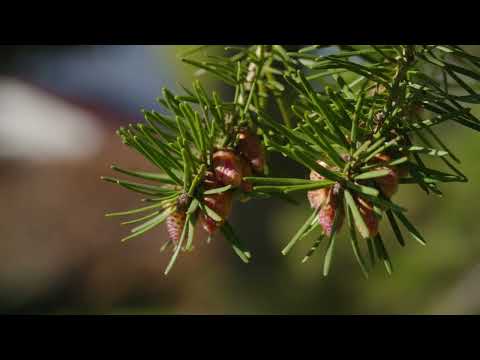 Se hva du kan oppleve i botanisk hage om våren!