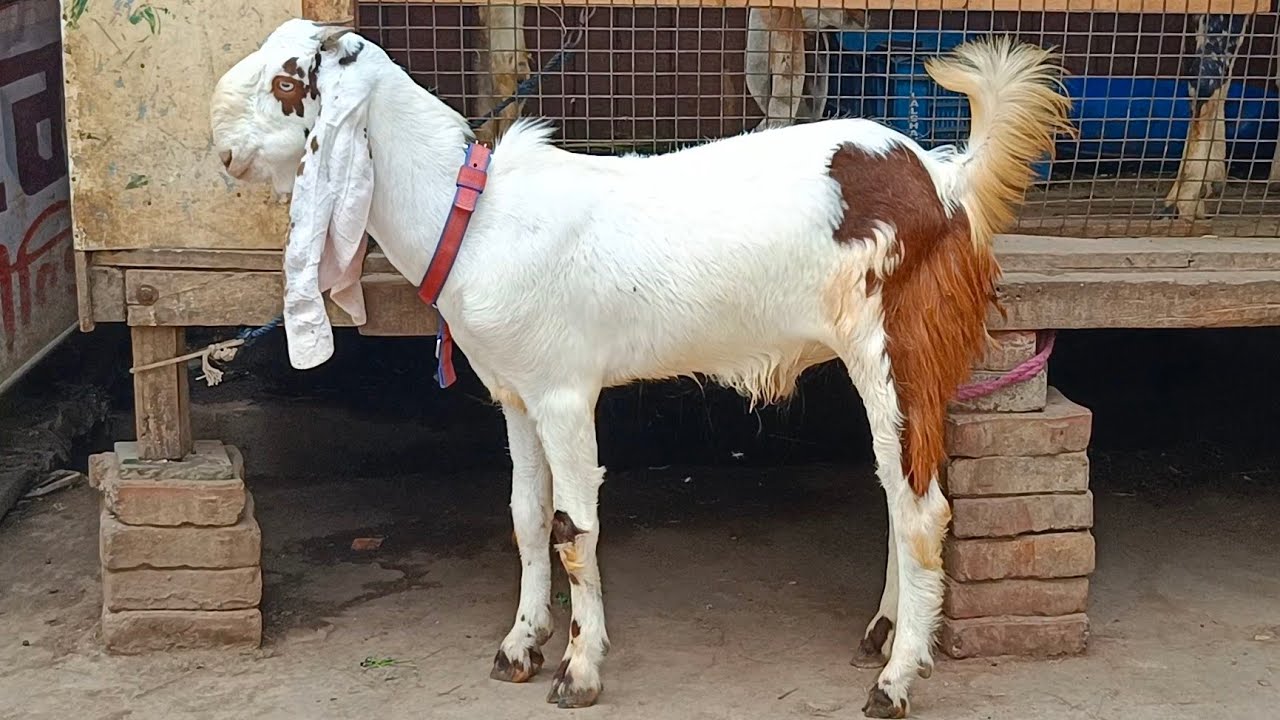Hyderabadi Male kid at SK goat farm Malegaon Maharashtra - YouTube
