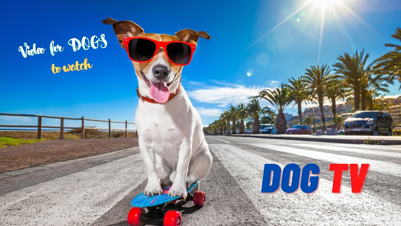 DOGS - Video for Dogs to Watch - Dogs - Dogs videos -Videos for Dogs ...