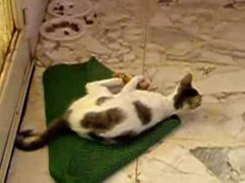 Bianca lotta con Tigro