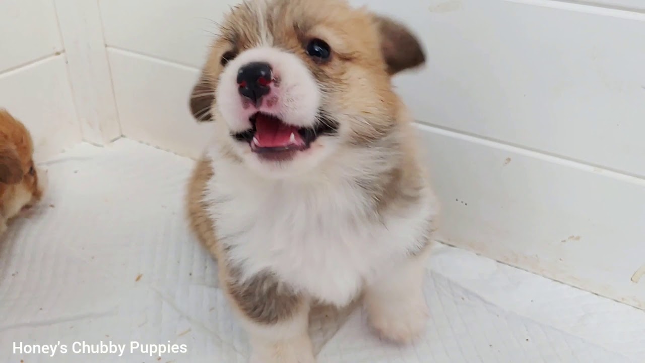 Corgi puppy - Baby Bunny - YouTube