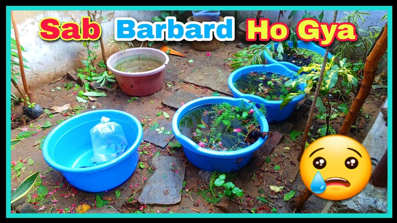 Sab Kuch Barbard Ho Gya 😢😭😭 || देसी DIY Fish Pond End - YouTube
