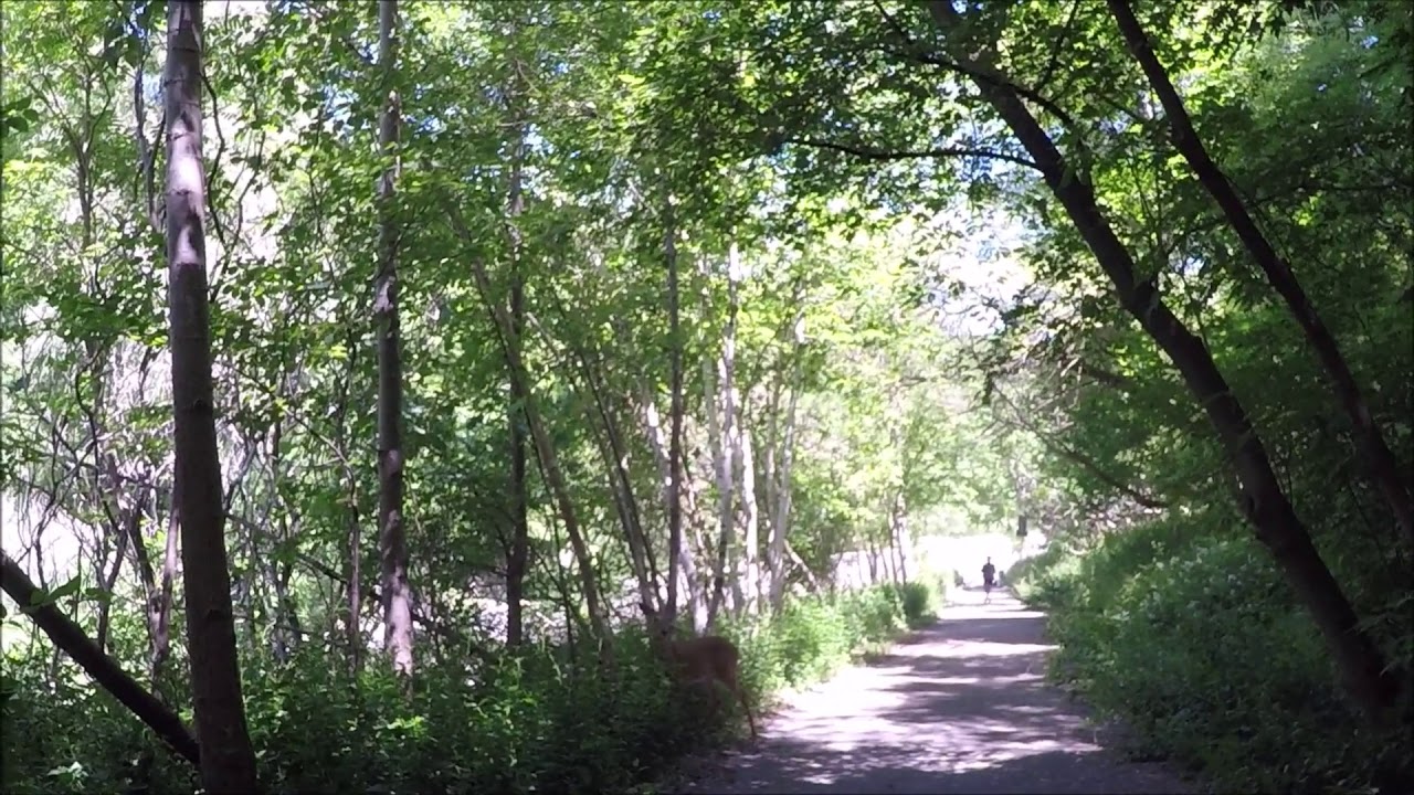 Deer in Toronto/Scarborough Bluffs - YouTube