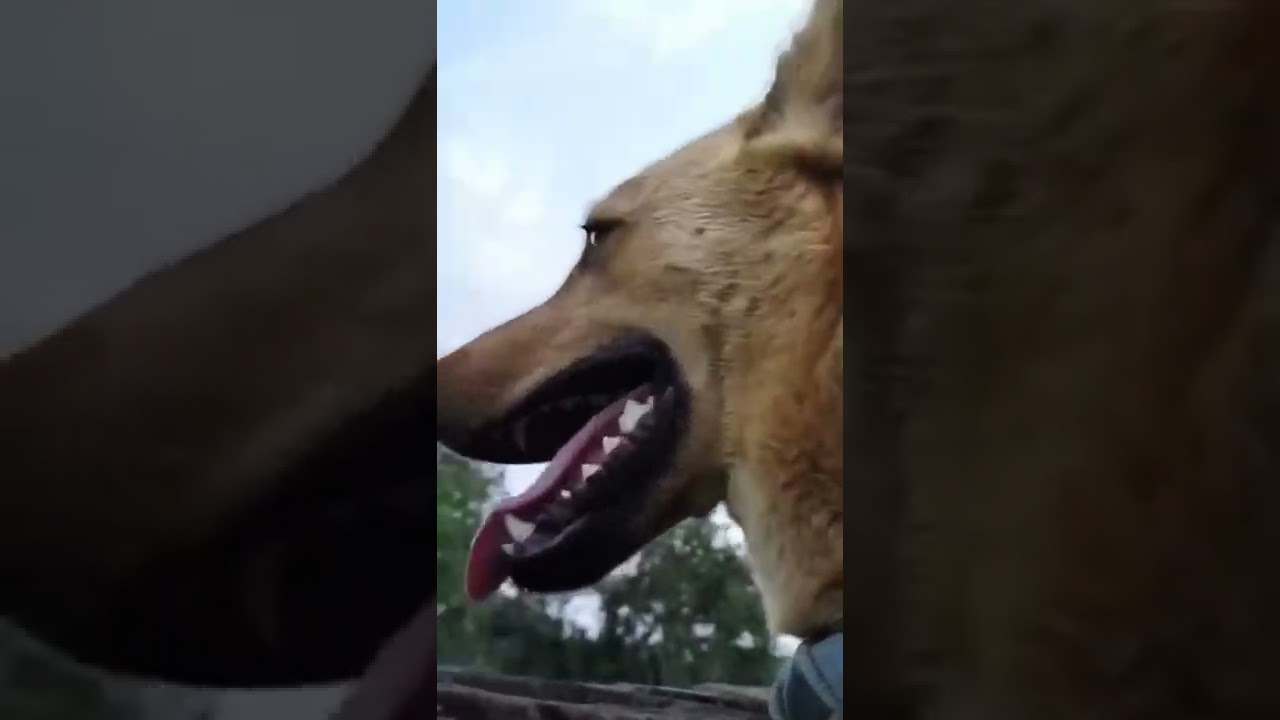 Smiling Simba #dog #shorts - YouTube