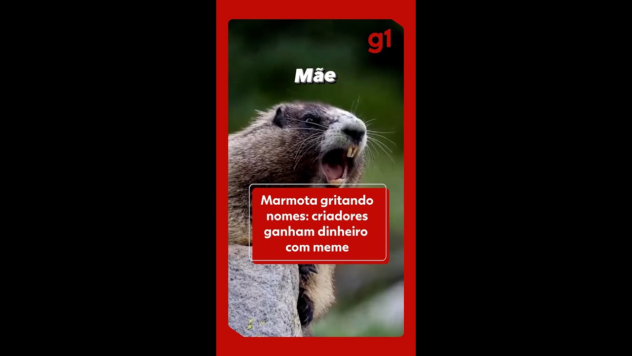 Marmota gritando nomes: meme com milhões de visualizações faz ...
