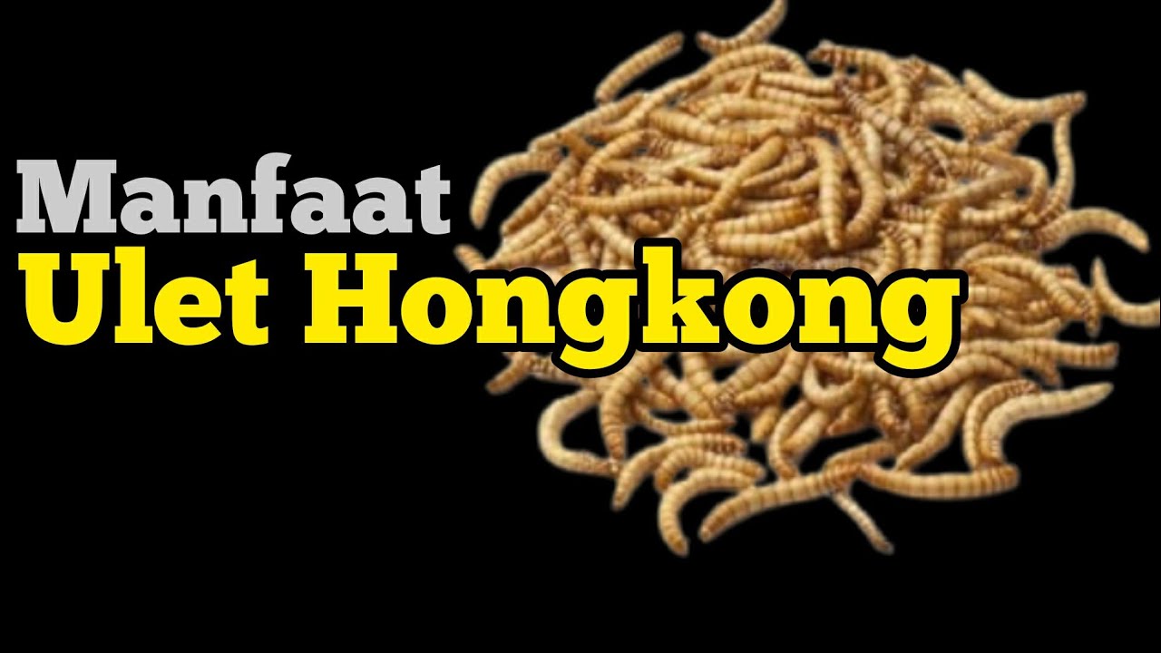 Manfaat dan fungsi ulet hongkong || Exstra fooding || Colokan ...