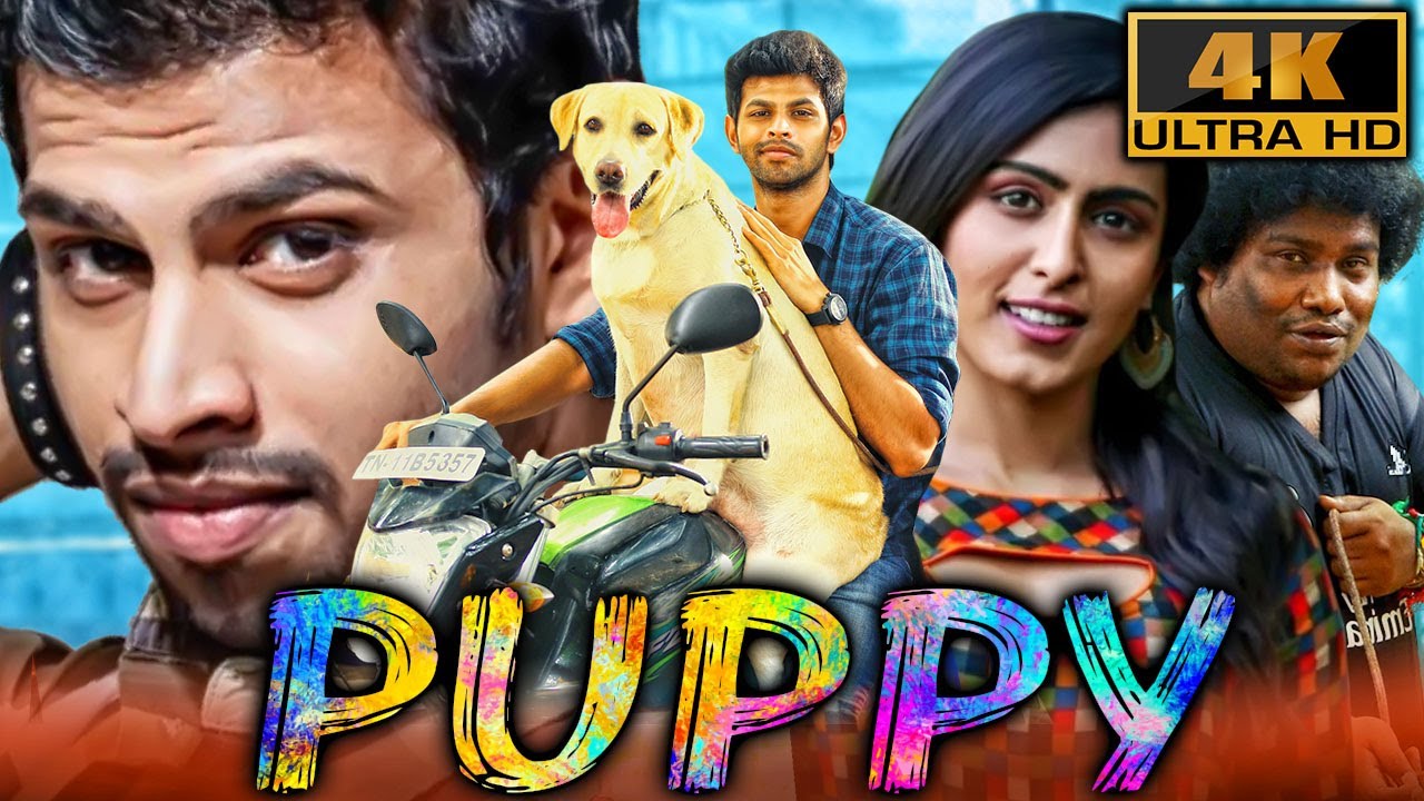 Puppy (4K) - South Superhit Comedy Drama Film | Varun, Samyuktha Hegde ...