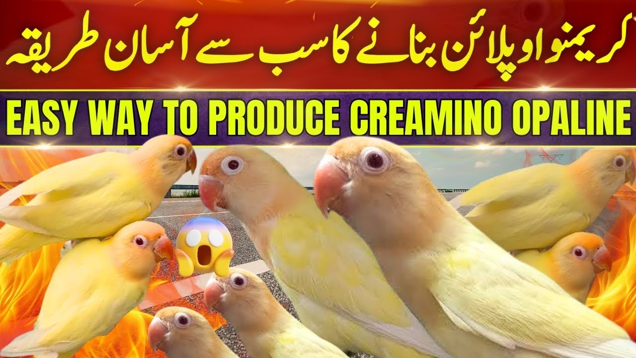 Easy way to Produce Creamino Opaline Lovebird | How to Produce Creamino ...