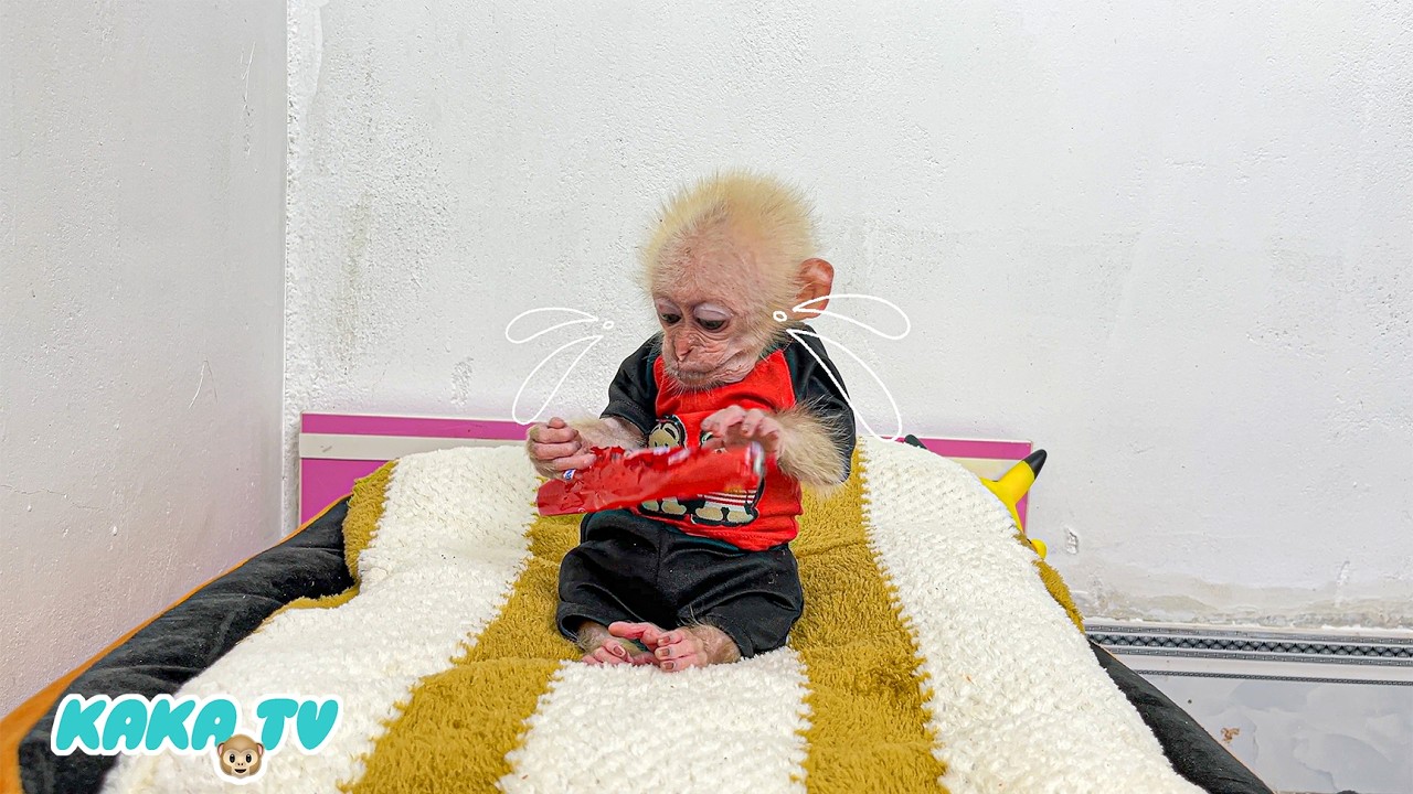 BABY monkey KaKa was sad and CRYING because someone had eaten his ...