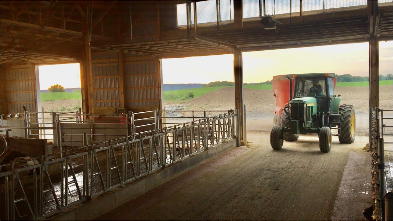 First load of feed going into new addition. Feeding cows - YouTube
