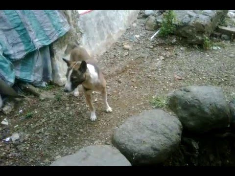 bokep esek anjing kampus - YouTube