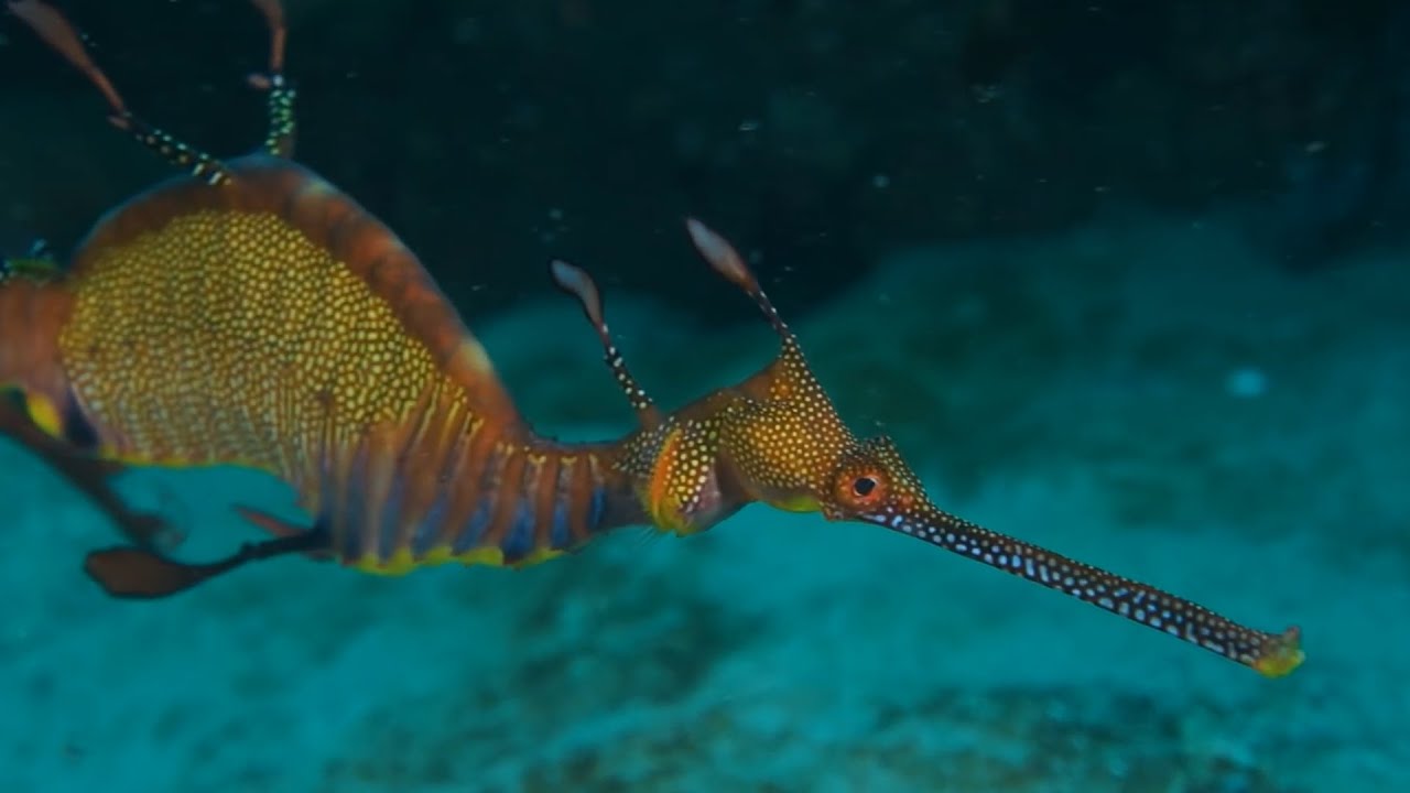Leafy Sea Dragon Enemies