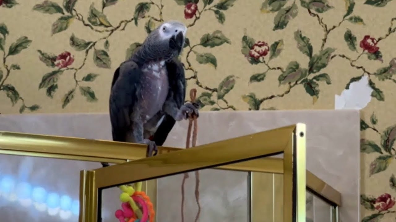 Einstein Parrot is a Talking Feathered Bundle of Joy! - YouTube