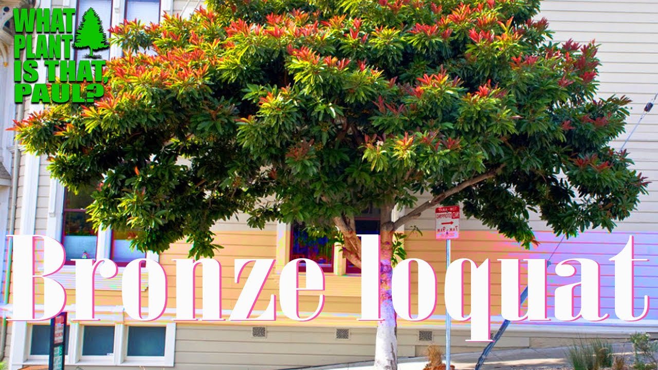 Bronze Leaf Loquat - (Eriobotrya deflexa) - YouTube