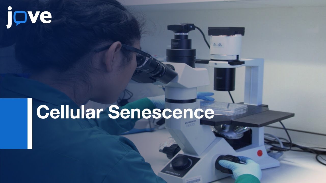 Cellular Senescence Induction and Validation in Primary Human cells ...