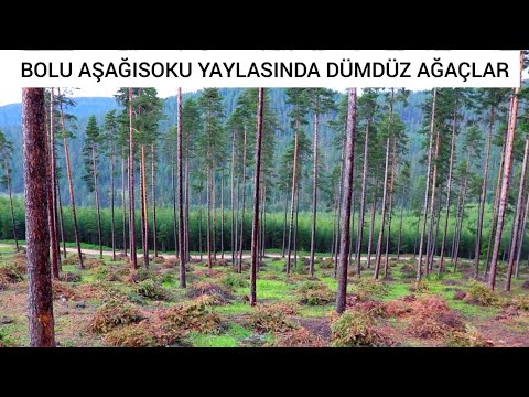 Düz ağaçlar ve doğanın güzelliği...