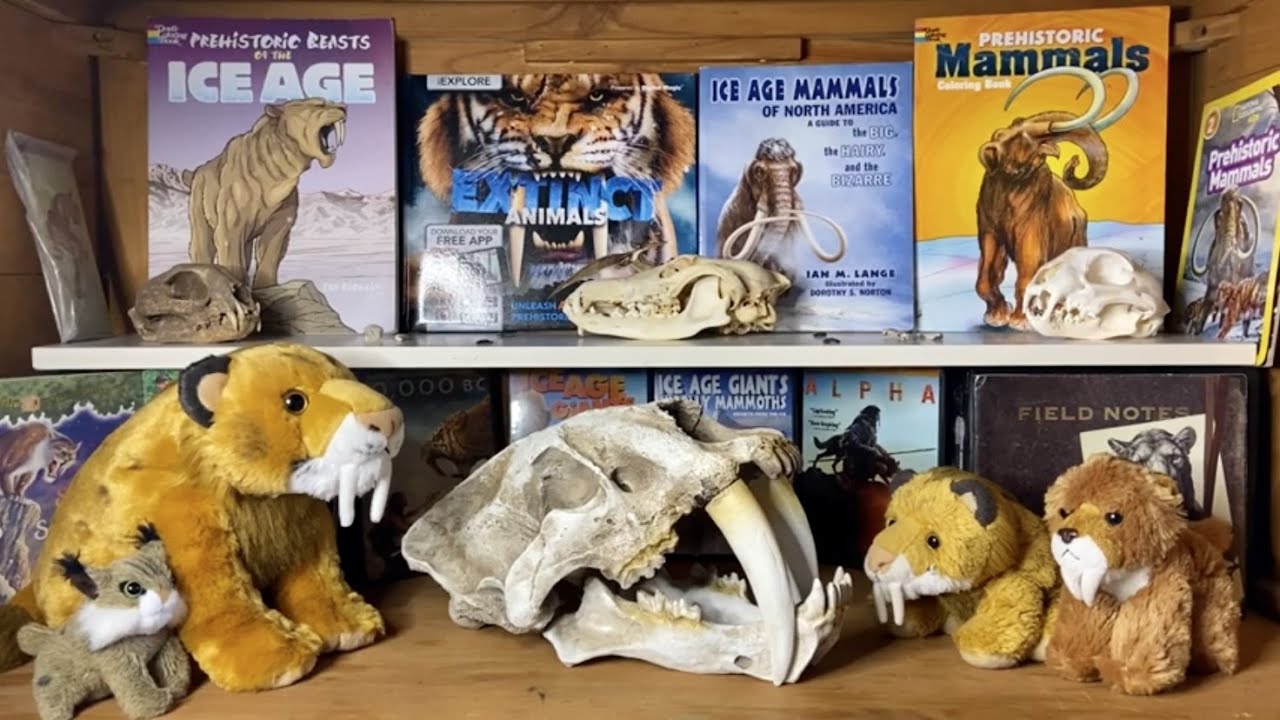 Smilo’s Saber Tooth Cat (Smilodon) Skull - YouTube