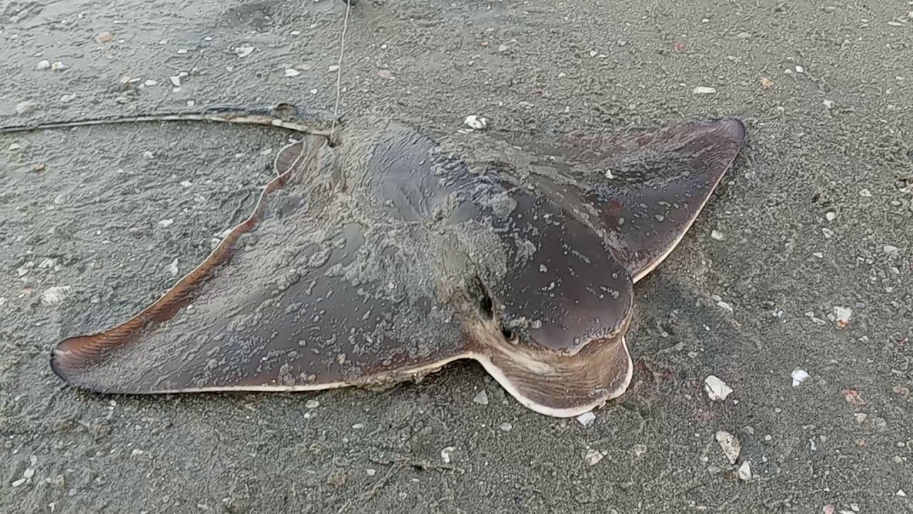 Bat Ray caught, photographed and released. - YouTube
