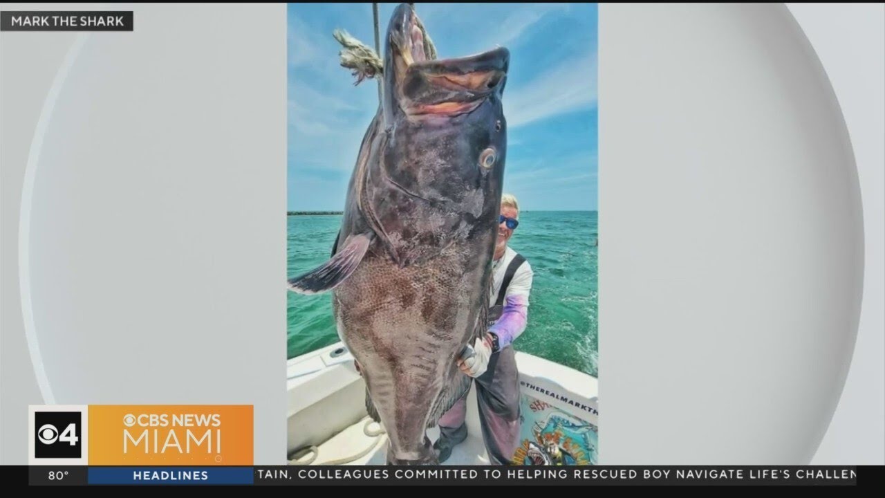 Giant grouper caught off Miami Beach - YouTube