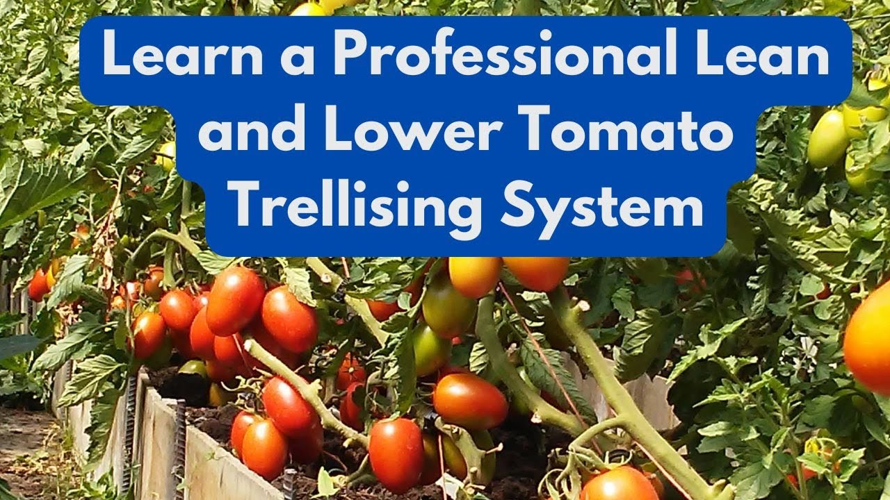 Learn a Professional Lean and Lower Tomato Trellising System - YouTube