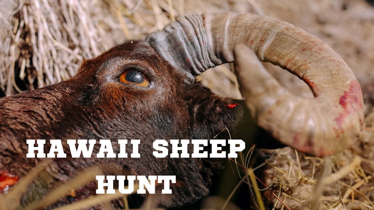 HAWAII SHEEP HUNT | SHOOT-CLEAN-COOK | 4K SHOT INCLUDED - YouTube