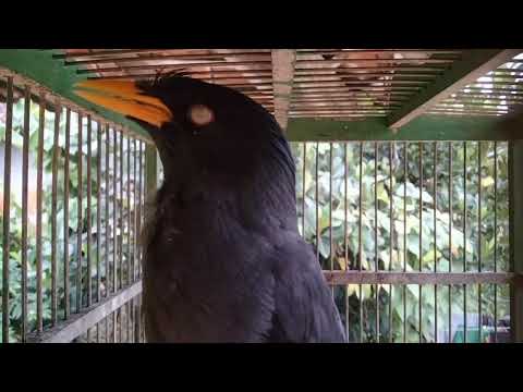 masteran jitu jalak kebo gacor