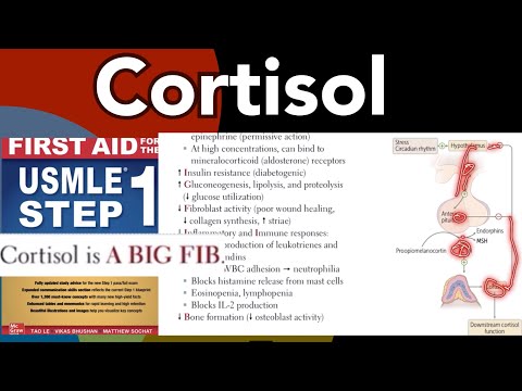 Cortisol hormones, source, Function, and regulation first aid for the ...