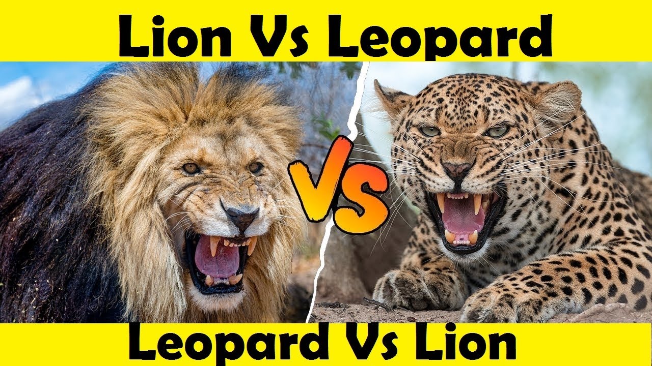 Leopard Vs Lion. Lion Attack Leopard. - YouTube
