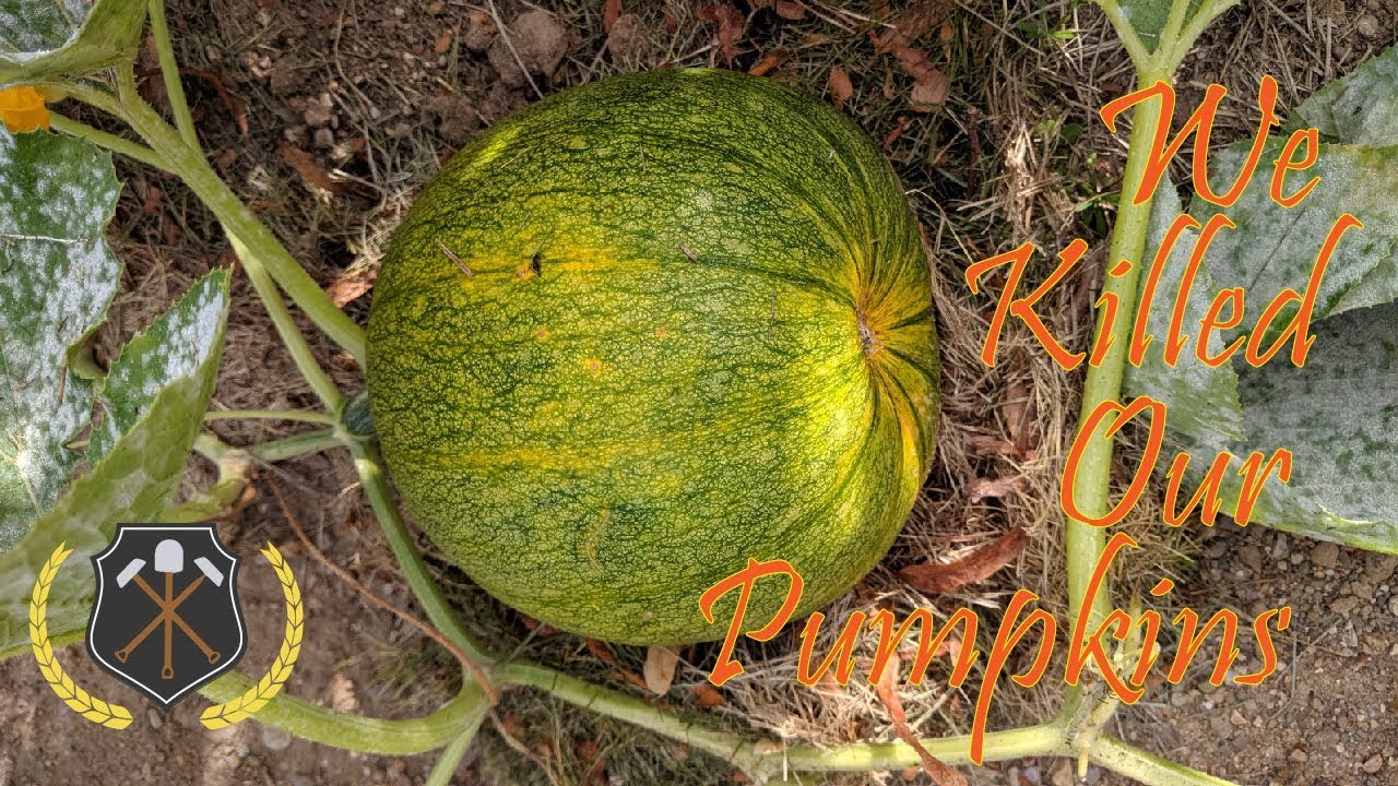 Mistakes were Made... Some Pumpkins Died - YouTube